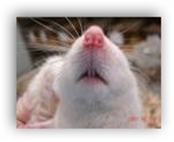 Rats Are Getting Teeth Re-Implanted With Stem Cells and Same Technology ...